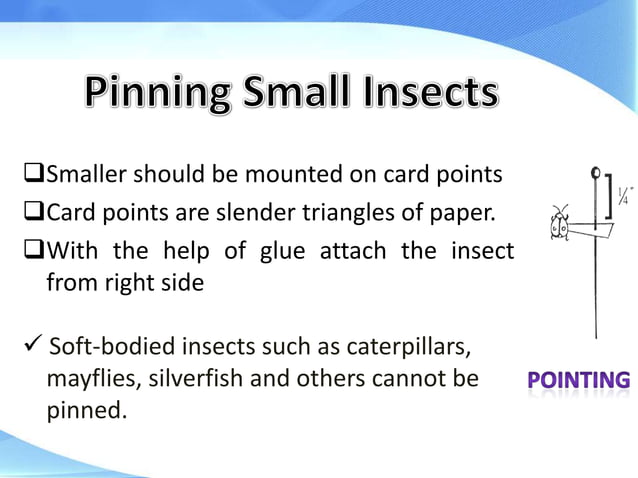 Pinning insect | PPTX | Beekeeping | Hobbies & Interests