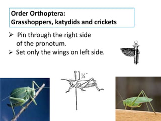 Pinning insect | PPTX