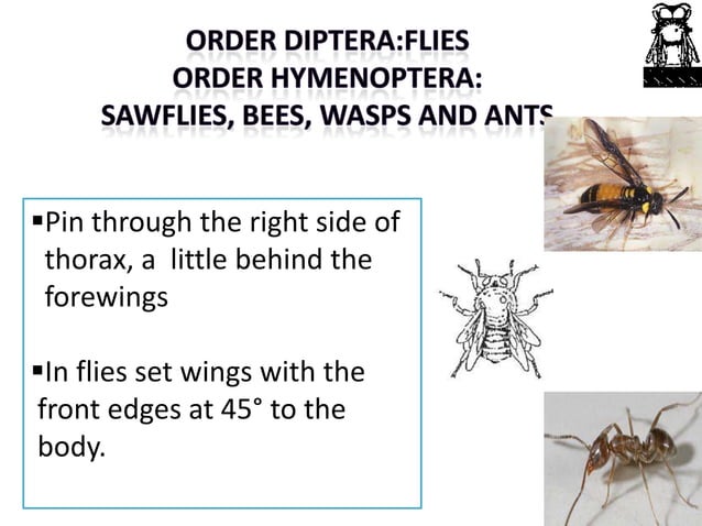 Pinning insect | PPTX | Beekeeping | Hobbies & Interests