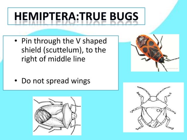Pinning insect | PPTX | Beekeeping | Hobbies & Interests
