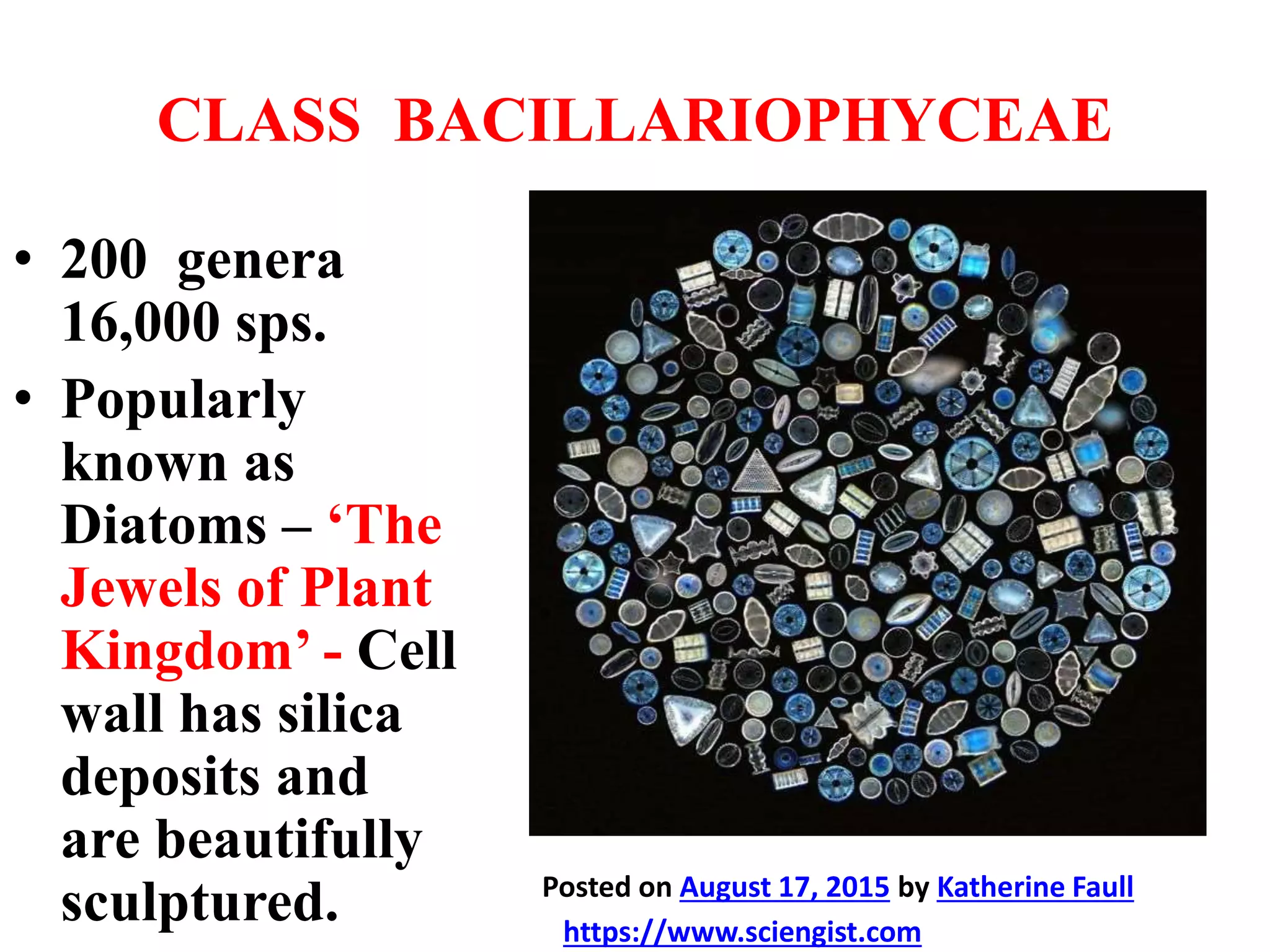 General Characters of Bacillariophyceae & Pinnularia SMG | PPTX