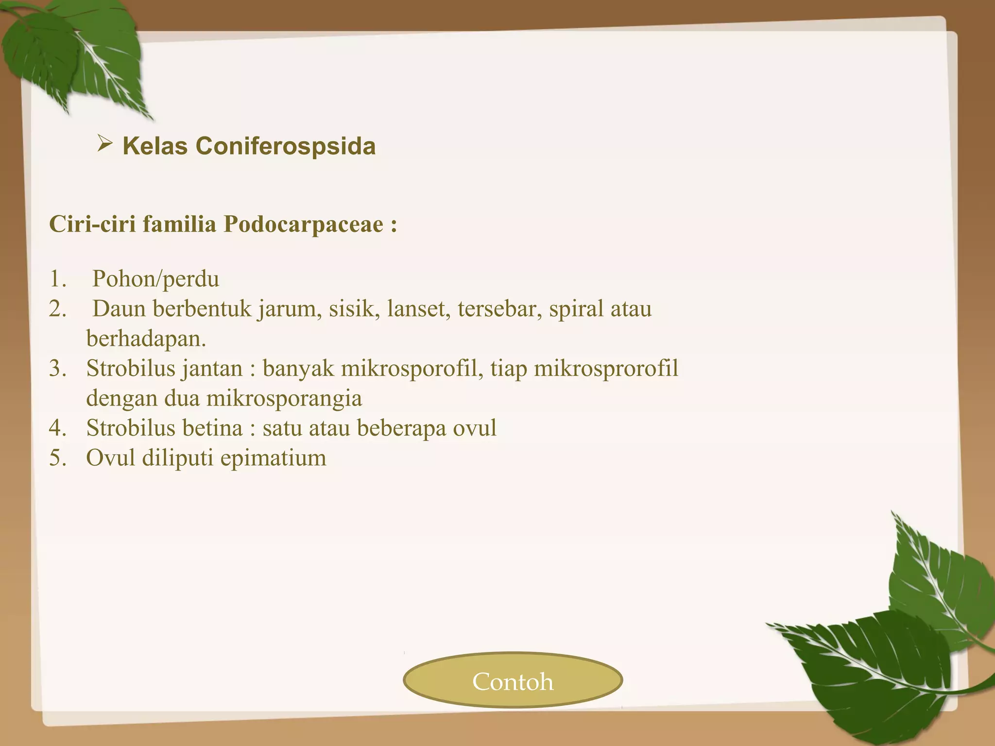 Pinophyta | PPT