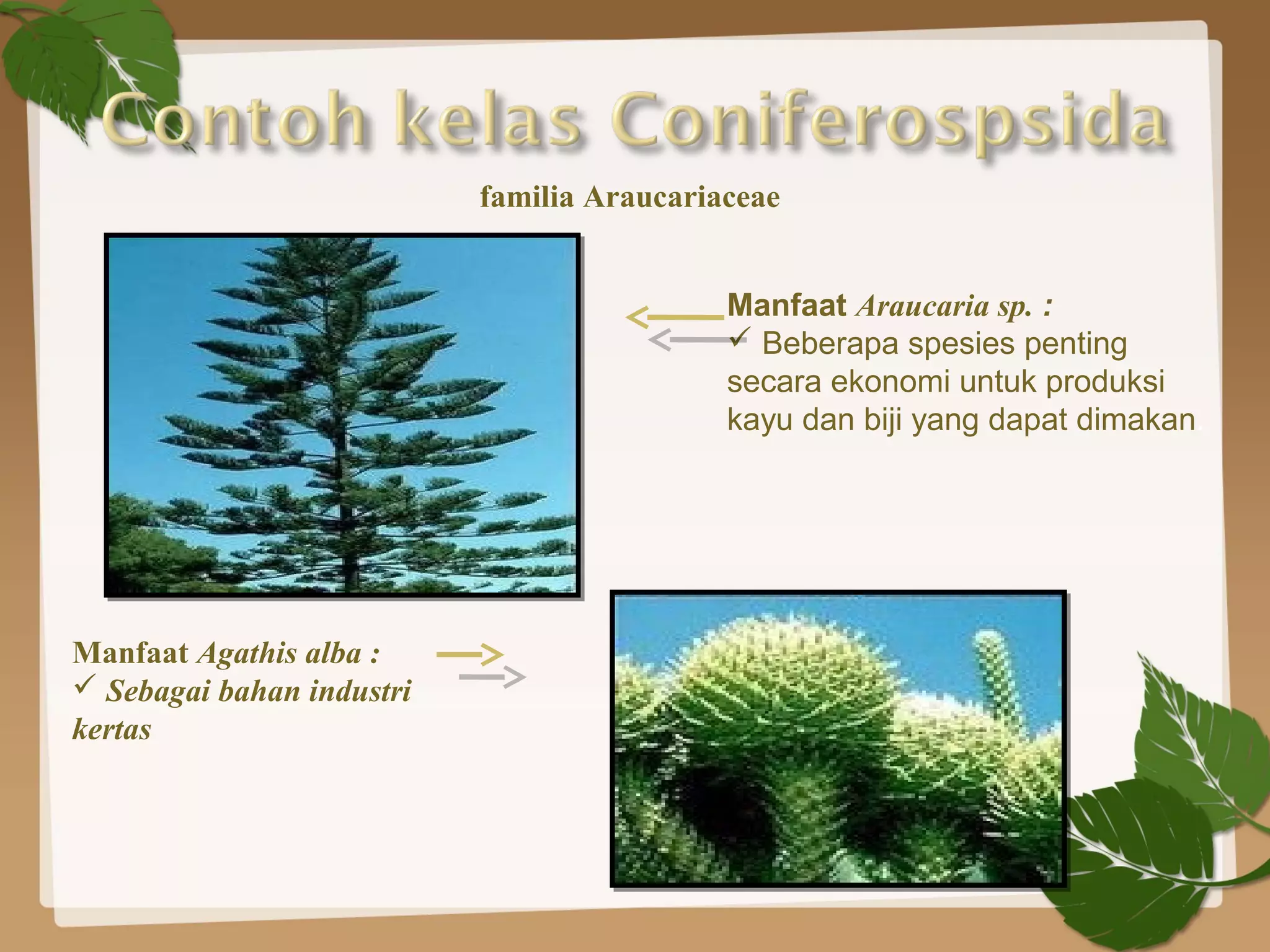 Pinophyta | PPT