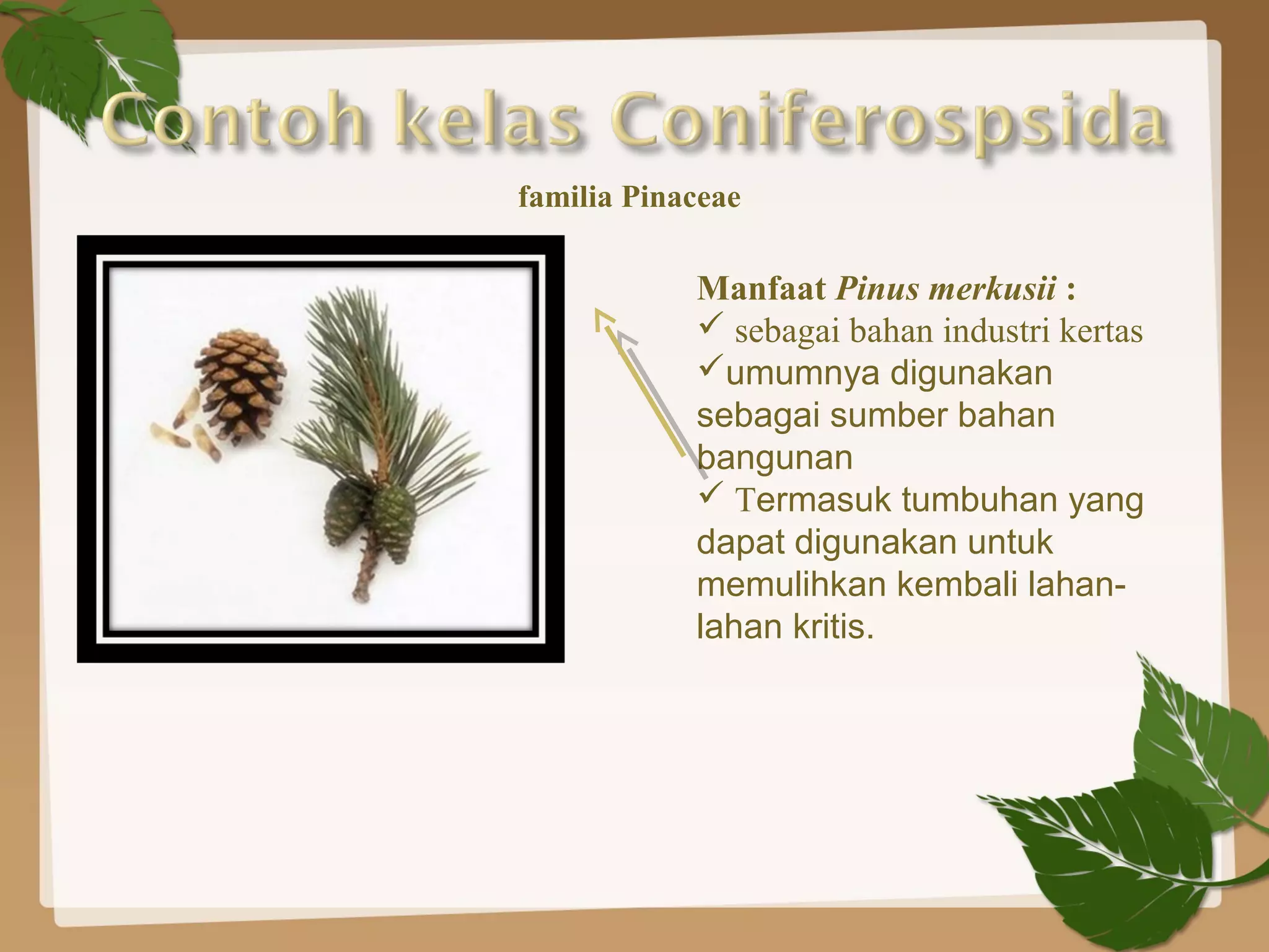 Pinophyta | PPT