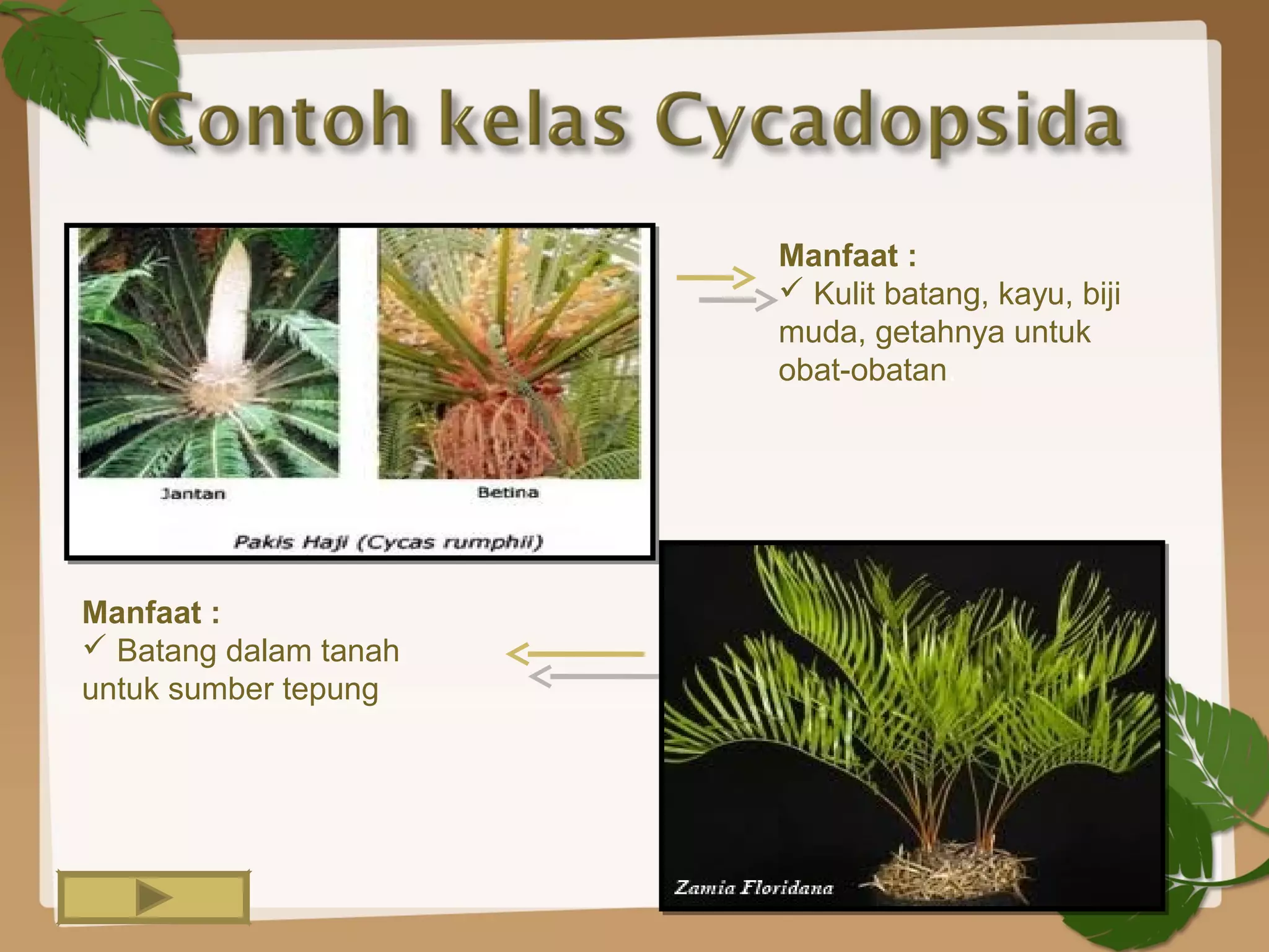 Pinophyta | PPT