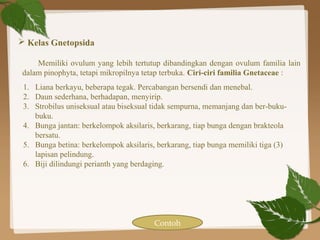 Pinophyta | PPT