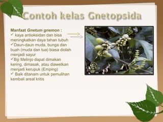 Pinophyta | PPT