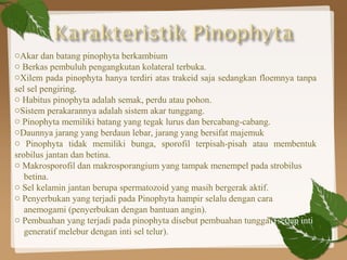 Pinophyta | PPT