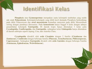 Pinophyta | PPT
