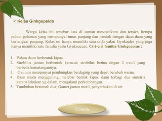 Pinophyta | PPT