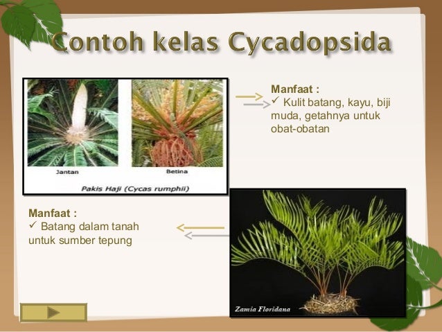 Pinophyta Order