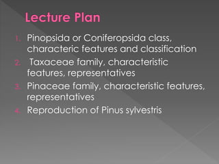 Pinopsida class-compressed.pdf human evolutuon | PPT