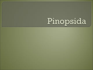 Pinopsida y alismatidae | PPT
