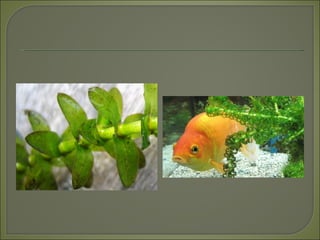 Pinopsida y alismatidae | PPT