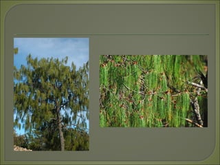 Pinopsida y alismatidae | PPT