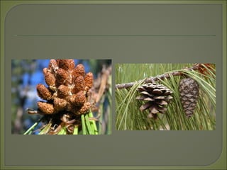 Pinopsida y alismatidae | PPT