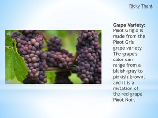Pinot Grigio.pptx
