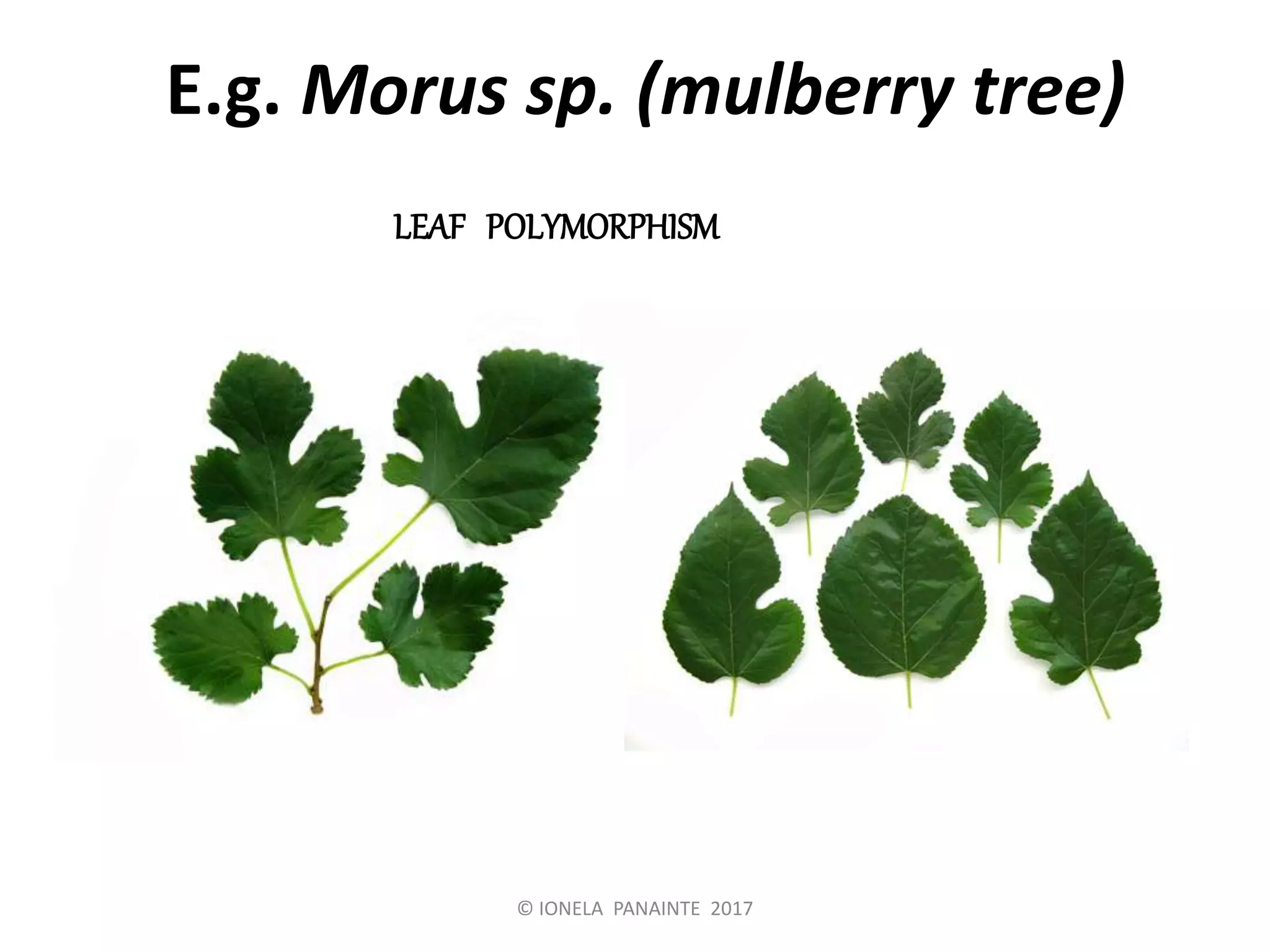 Pin plant identification methodology | PPTX