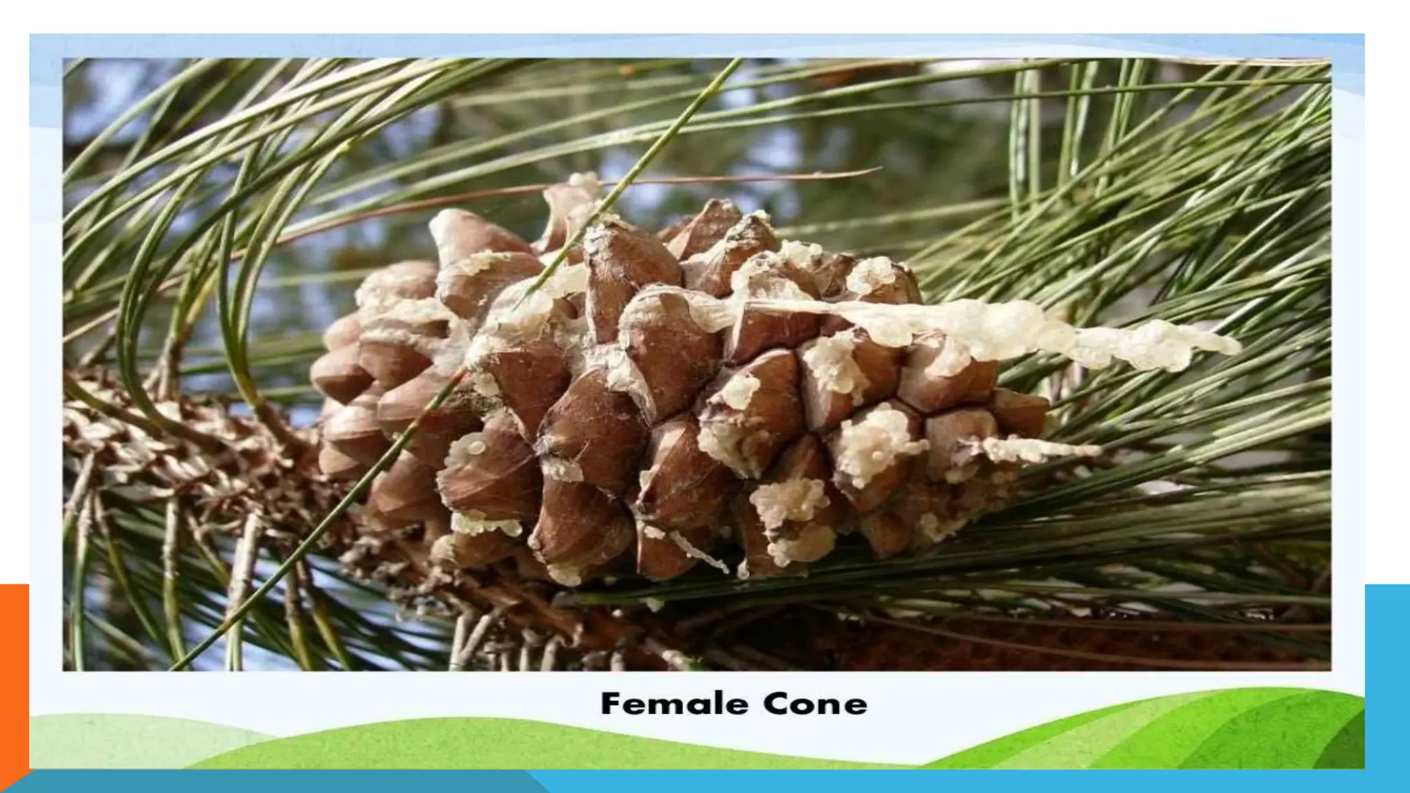 Pinus.pptx