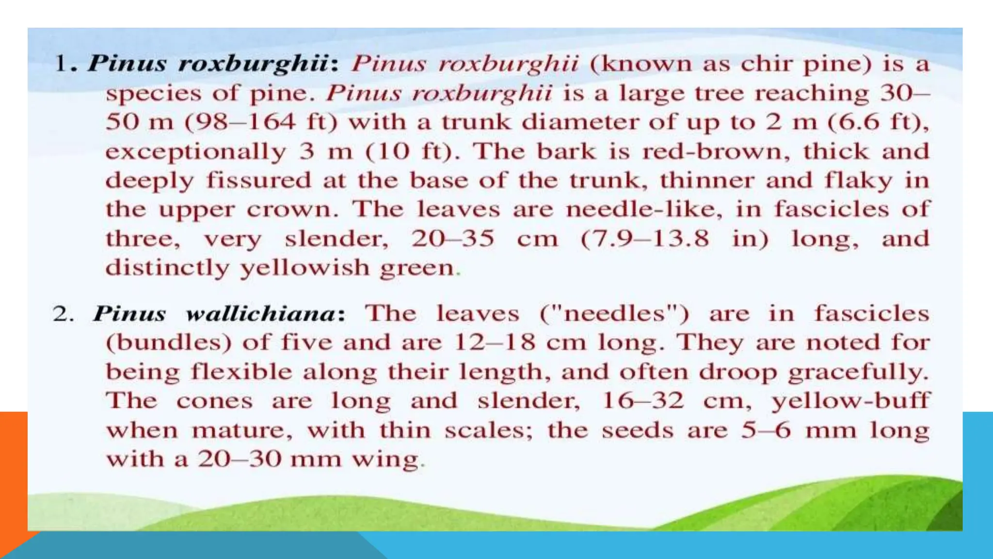 Pinus.pptx