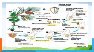 Pinus.pptx