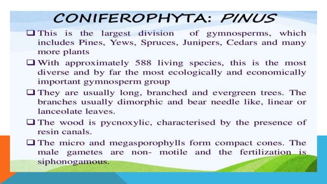 Pinus.pptx