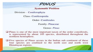 Pinus.pptx
