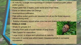 PINUS- Arya Baiju.pptx msc botany plant structre | PPTX