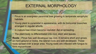 PINUS- Arya Baiju.pptx msc botany plant structre | PPTX