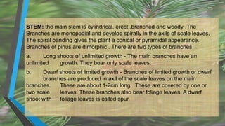 PINUS- Arya Baiju.pptx msc botany plant structre | PPTX