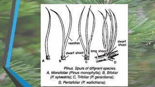 PINUS- Arya Baiju.pptx msc botany plant structre | PPTX