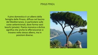 Pinus pinea | PPTX