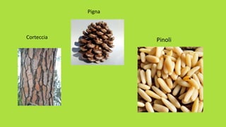 Pinus pinea | PPT