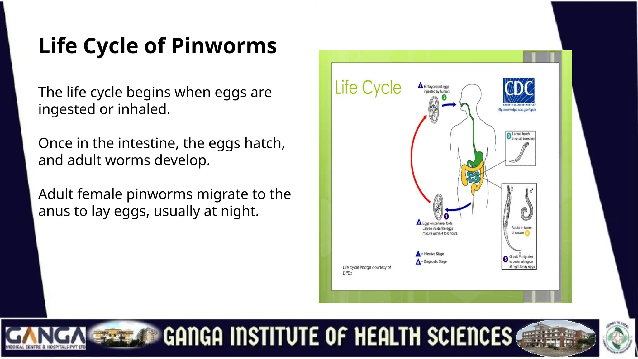 Pinworm Infection Life Cycle