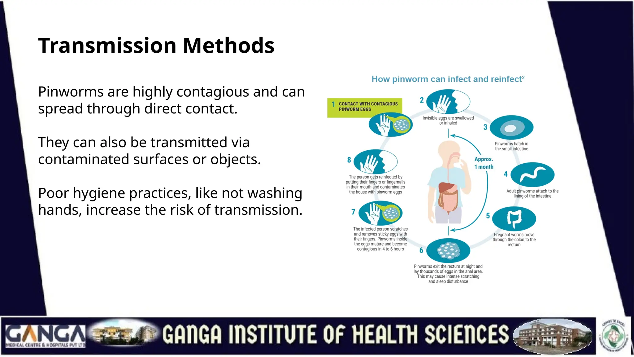 Pin Worms lifecycle, diagnostic method.pptx