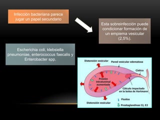 Piocolecisto | PPTX