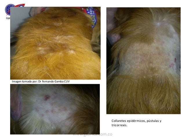 Pioderma superficial en caninos