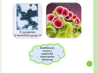 Piodermitis completo | PPTX