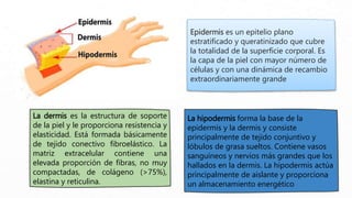 PIODERMITIS DERMATOLOGIA INFECTOLOGIA.INFECTOLOGIA | PPTX