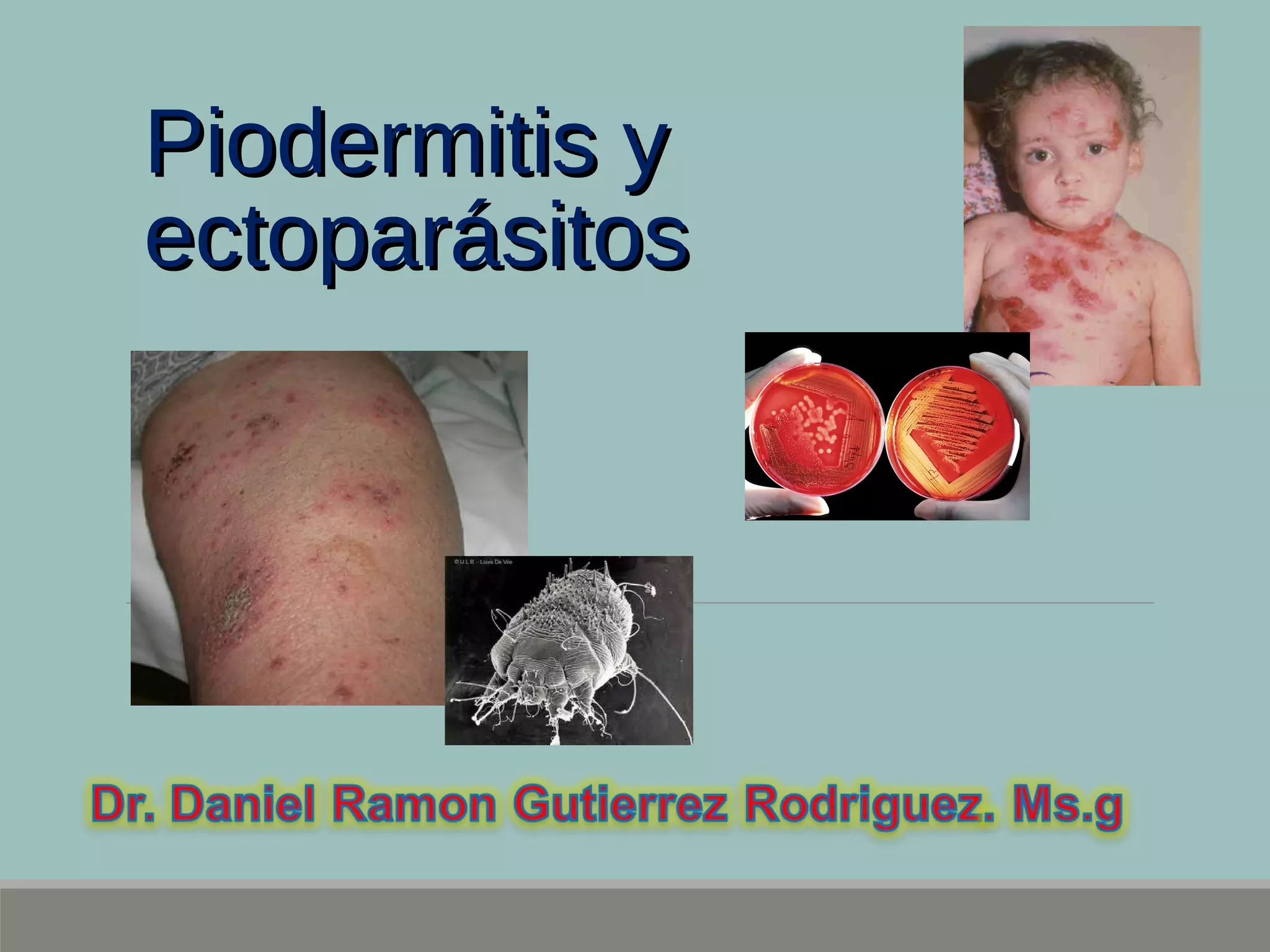 Piodermitis y ectoparasitos | PPT