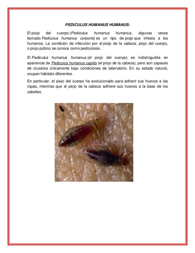 Piojos y enfermedades