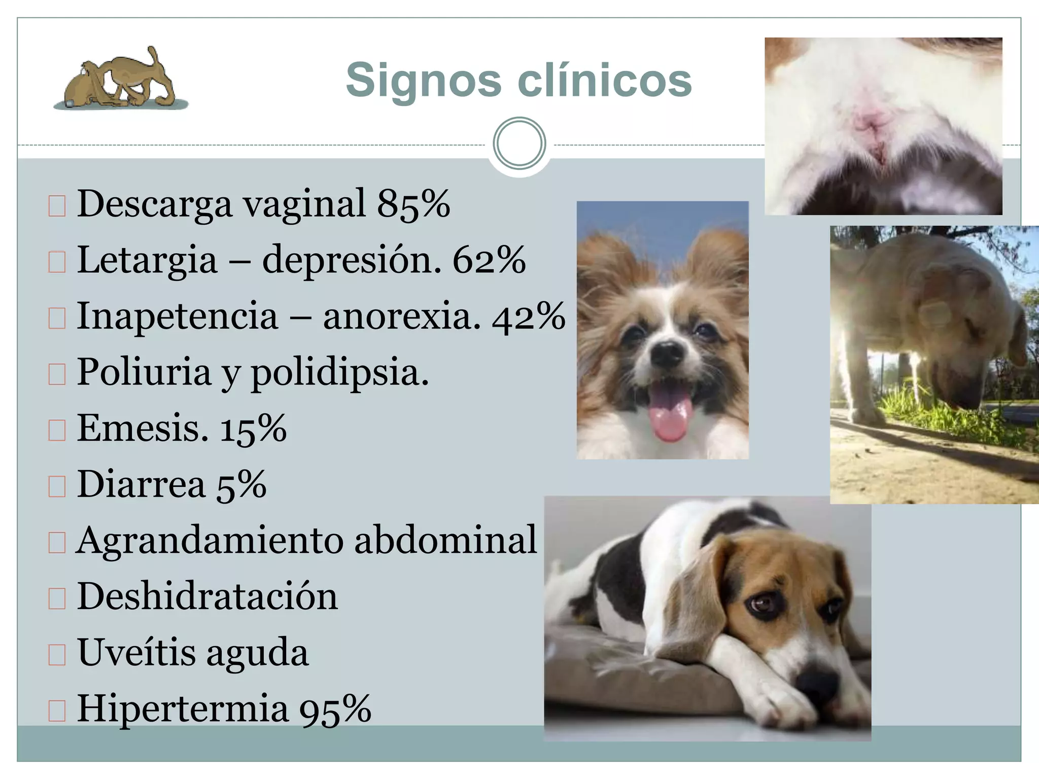 Piometra canina | PPTX