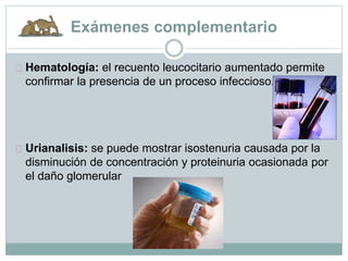 Piometra canina | PPTX