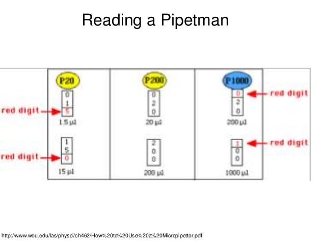 Pipetmen Lecture
