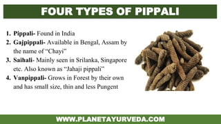 Pippali - Complete Guide to the Ayurvedic Herb.pdf