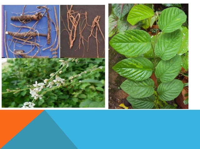 Pippali, Prishniparni, Punarnava | PPTX | Gardening | Home & Garden