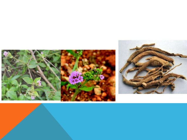 Pippali, Prishniparni, Punarnava | PPTX | Gardening | Home & Garden