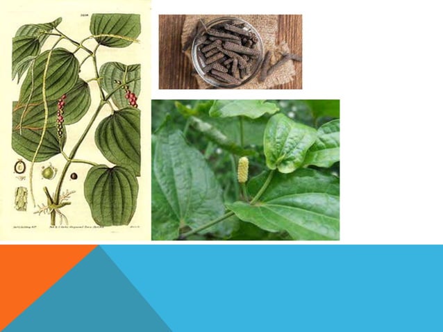 Pippali, Prishniparni, Punarnava | PPTX | Gardening | Home & Garden