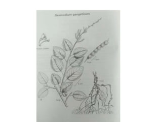 Pippali, prishniparni, punarnava, pushkaramoola | PPTX