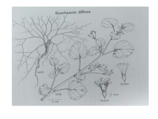 Pippali, prishniparni, punarnava, pushkaramoola | PPTX
